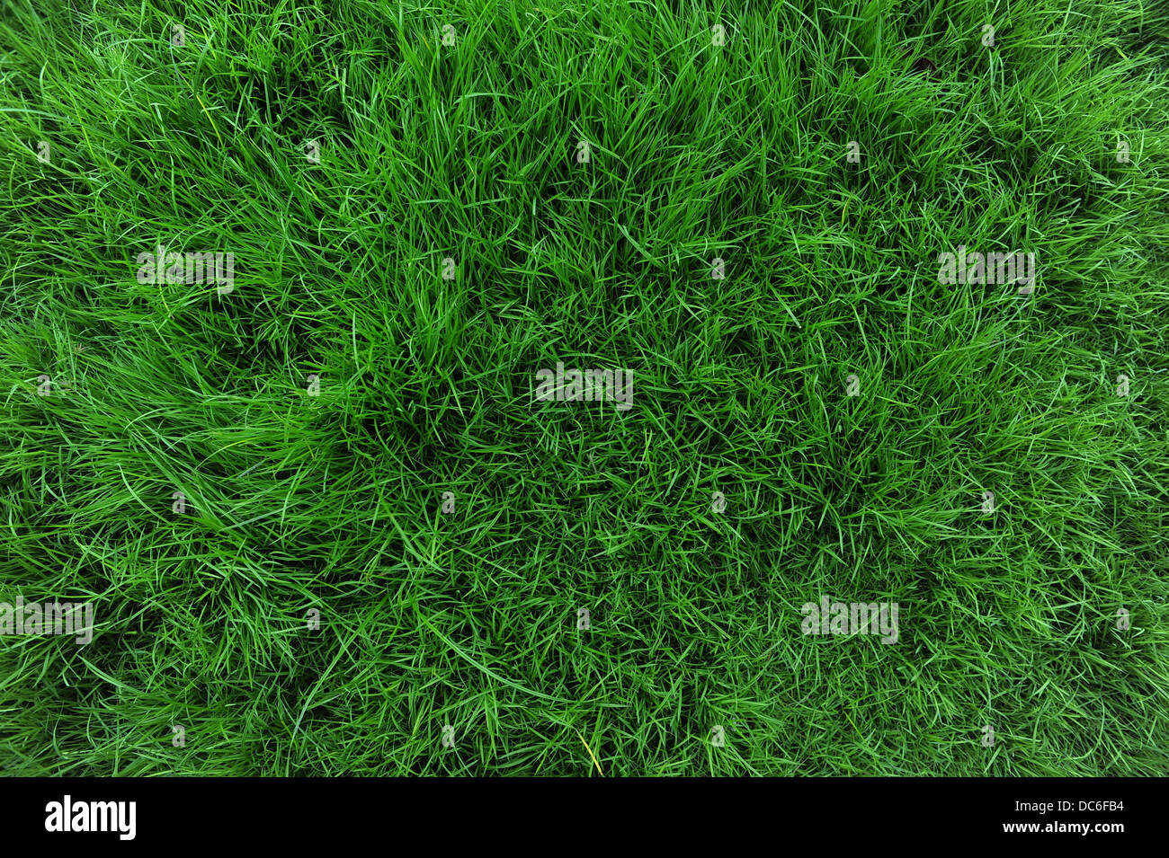 Grass lawn plants hi-res stock photography and images - Alamy