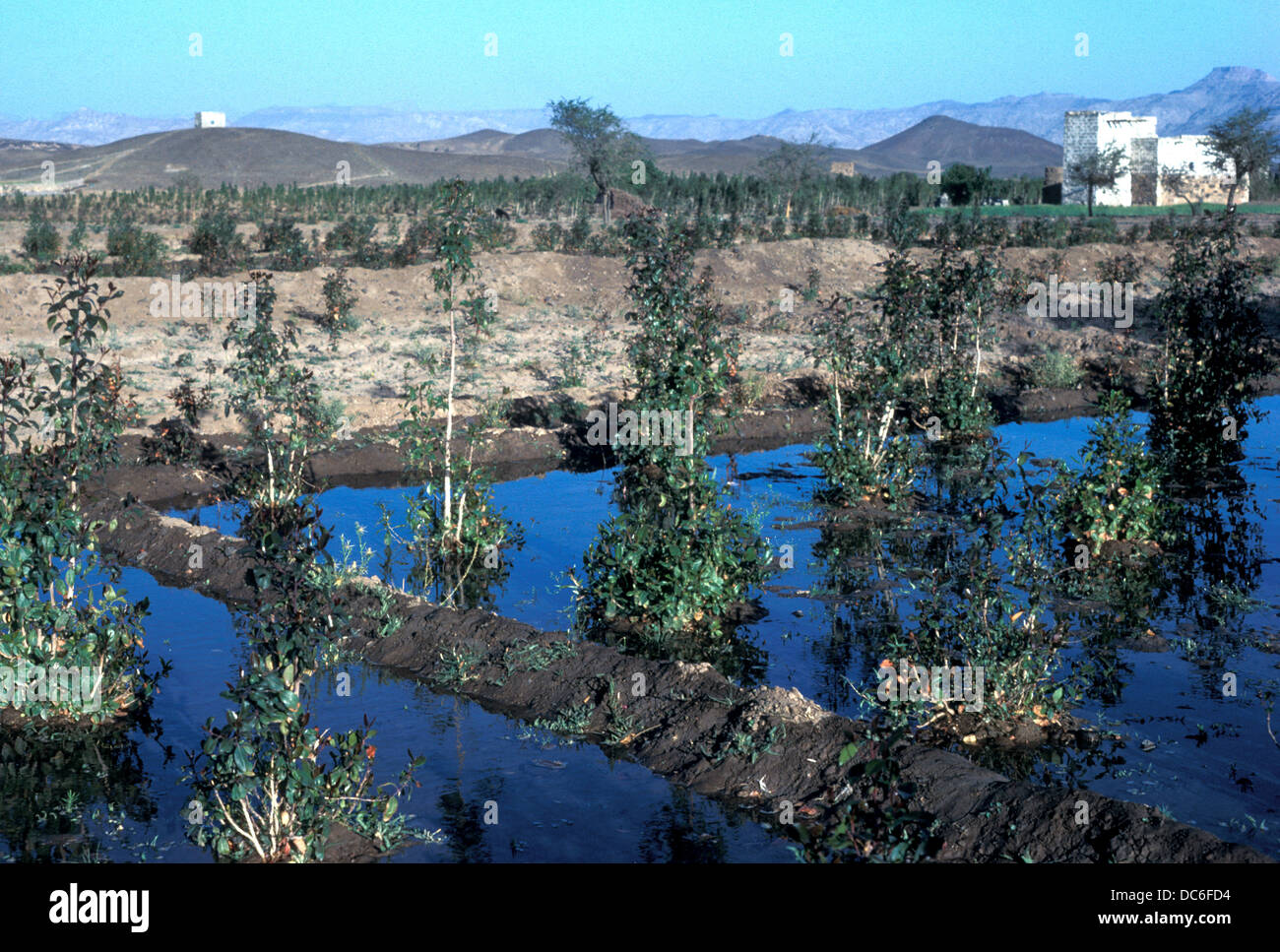 Young qat plants (Catha edulis) growing in an irrigated field on the ...