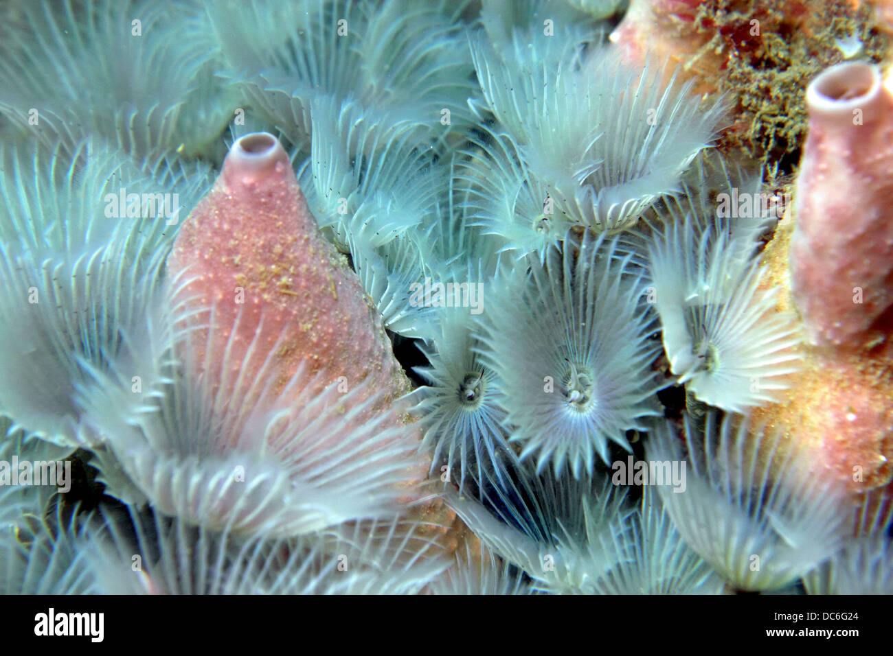 An underwater shot of a group of feather duster worms Stock Photo - Alamy
