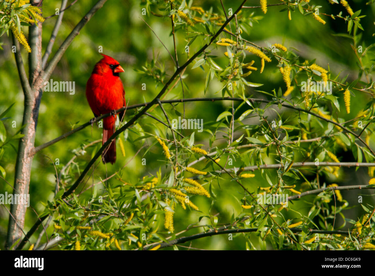 Early morning cardinal Stock Photo - Alamy