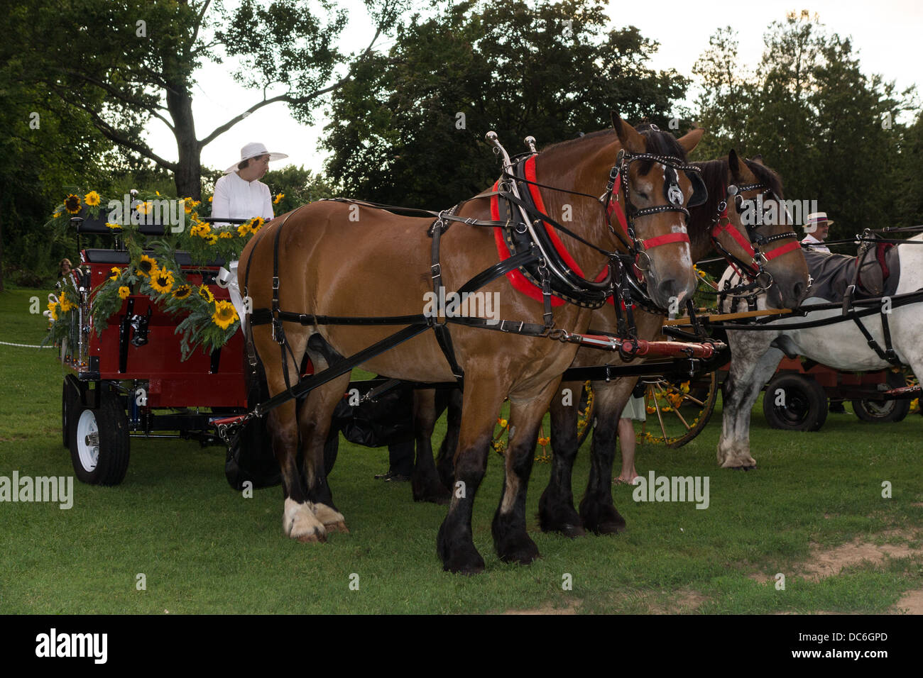 August 2, 2013, Saratoga Springs, NY. Horse drawn wagons in the "Floral ...