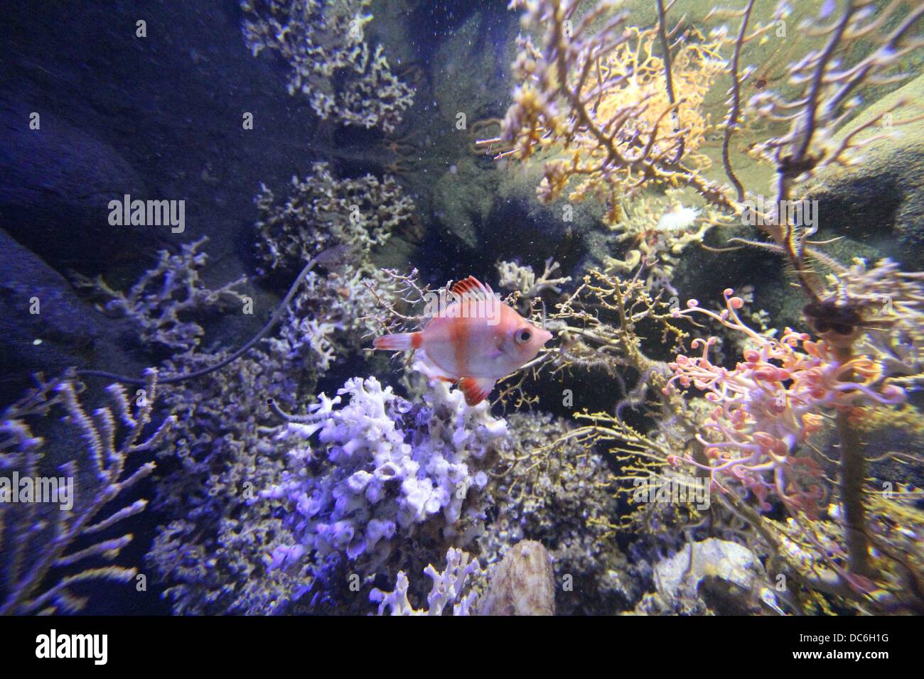 Toenning aquarium fish hi-res stock photography and images - Alamy