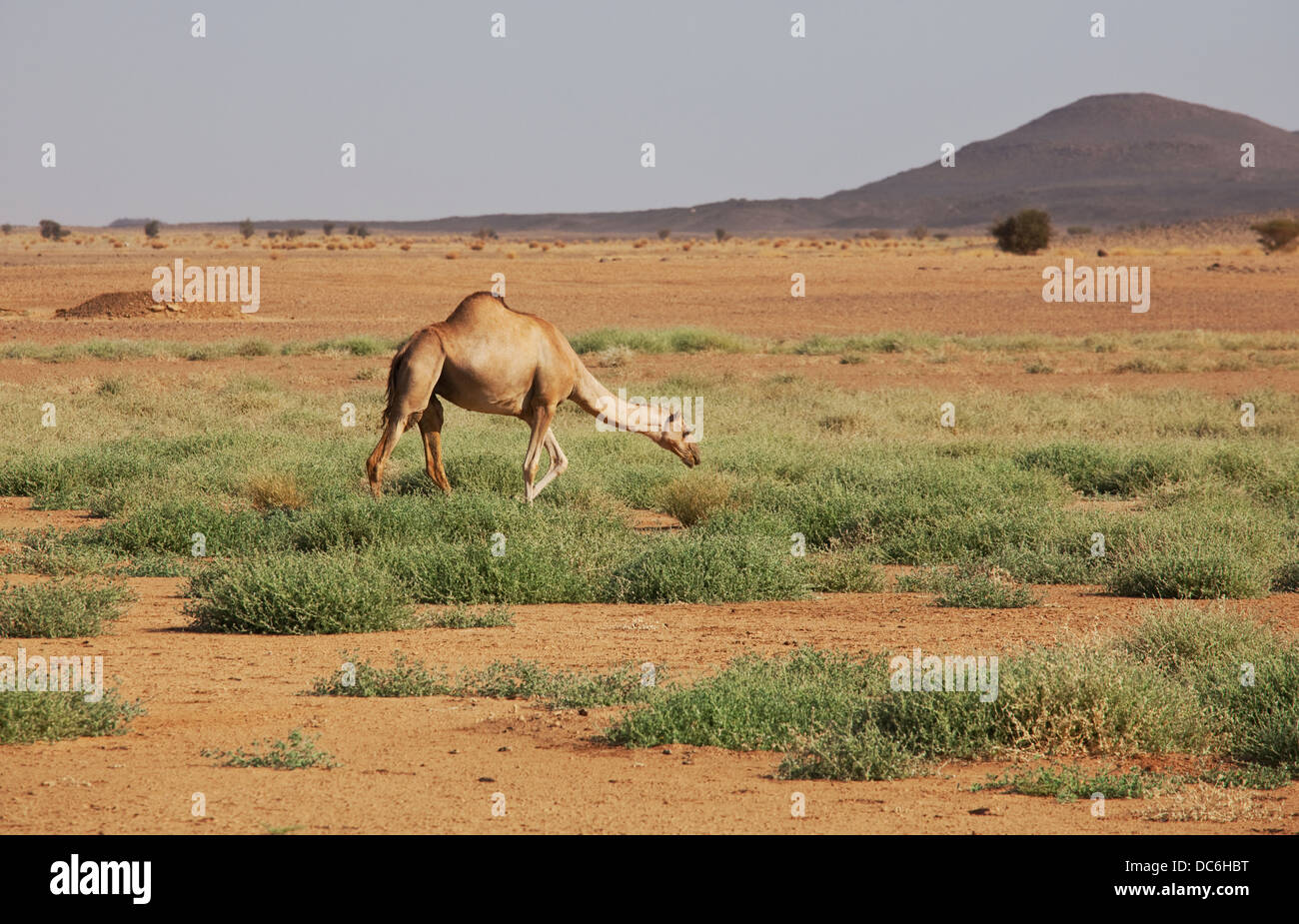 Camel in desert Stock Photo - Alamy