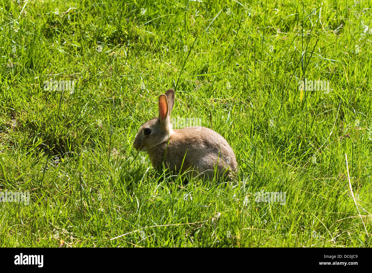 A Wild Rabbit in a meadow Oryctolagus cuniculus Stock Photo - Alamy