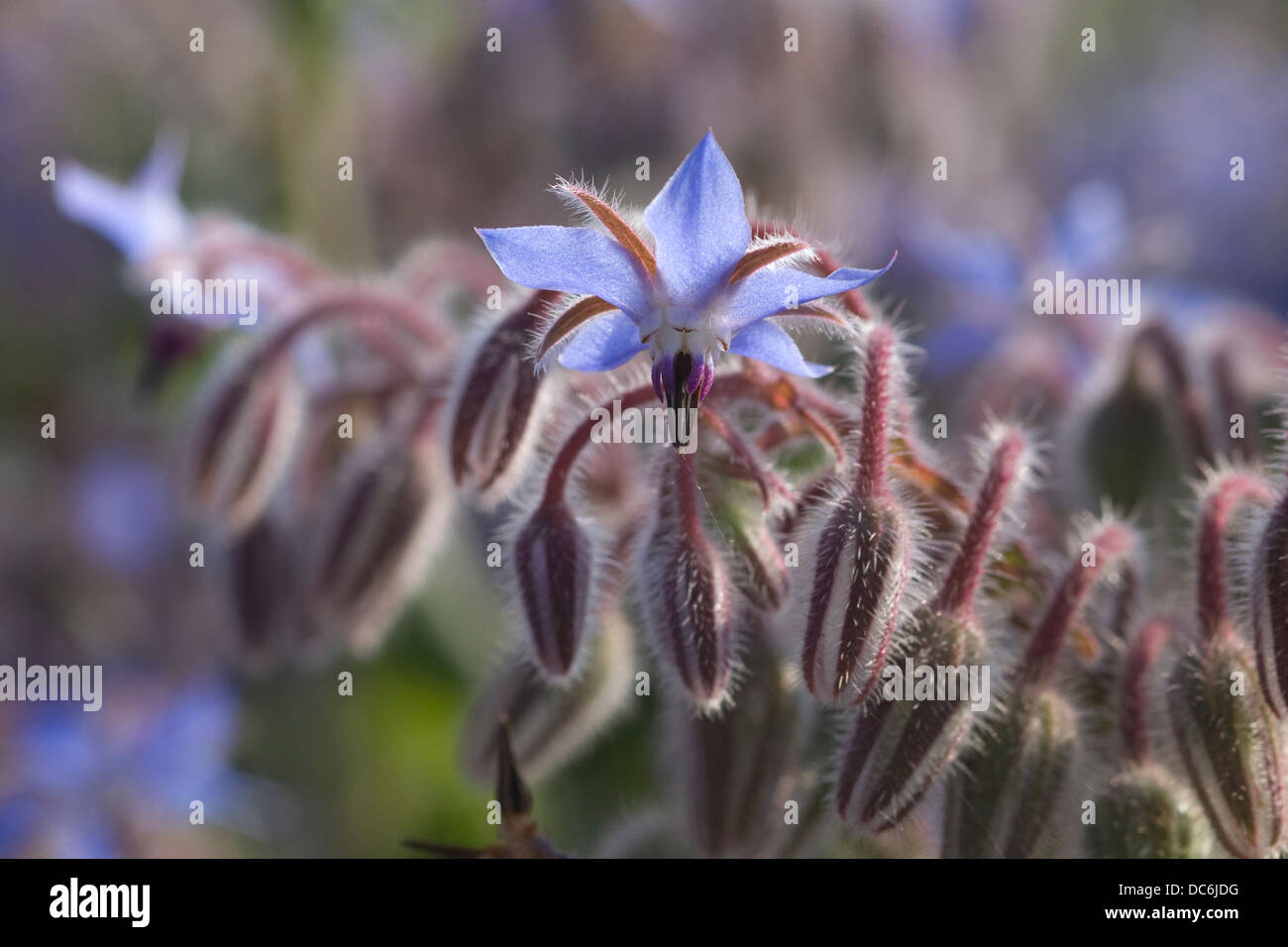 Borage Field Borago officinalis also known as starflower Stock Photo ...