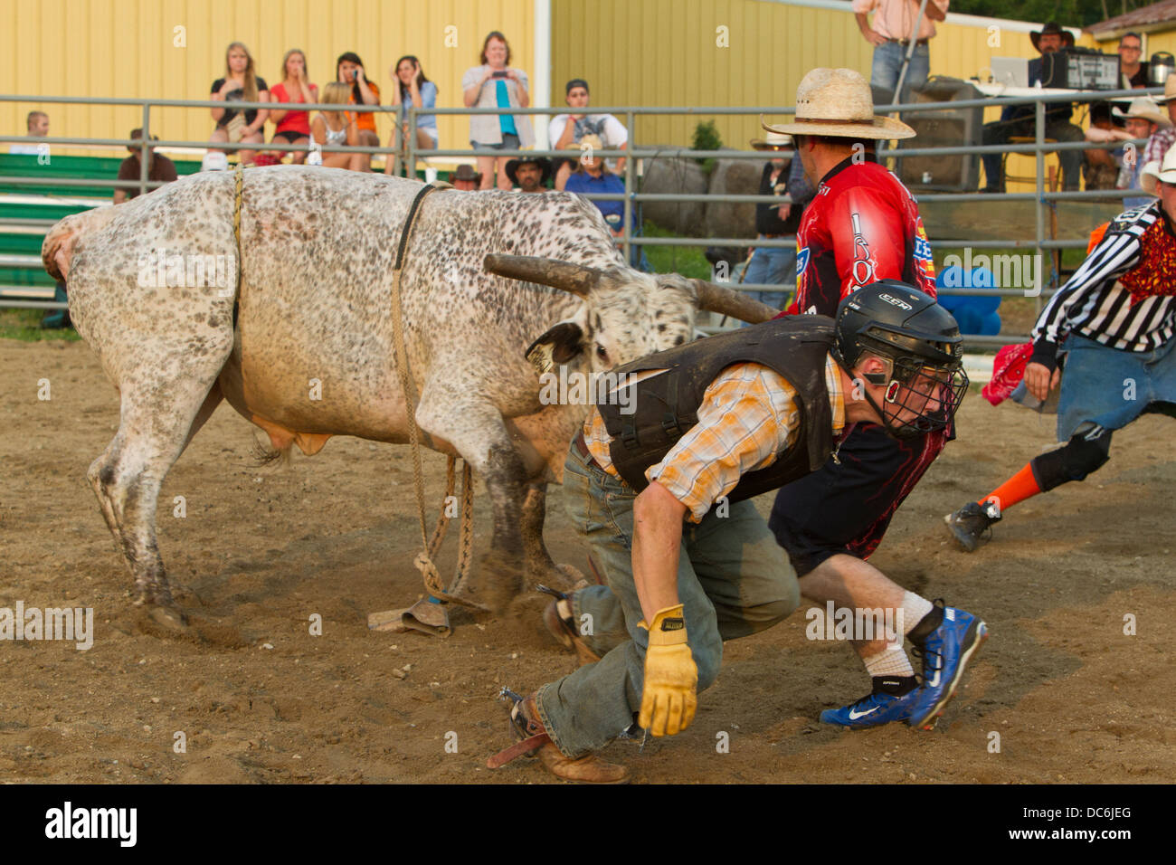 Cowboy evading a bull after being thrown from a bull at a rodeo Stock ...
