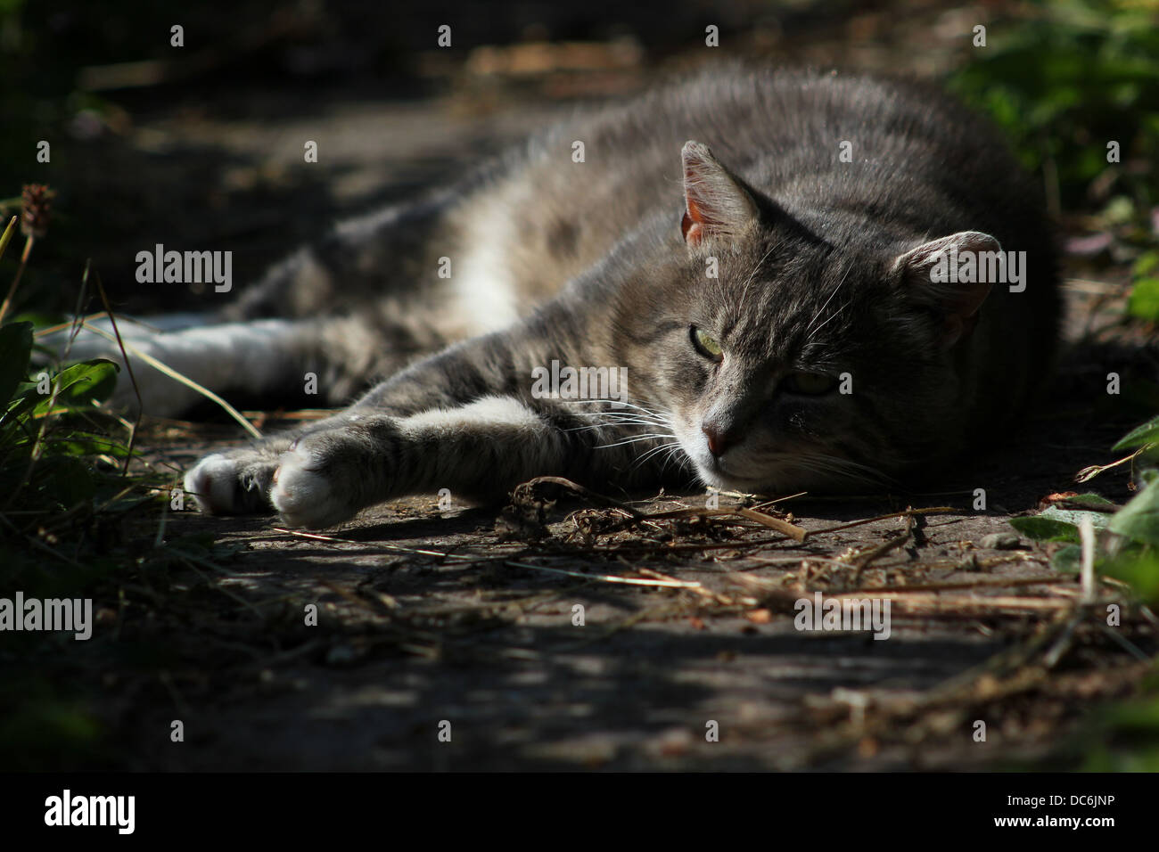 Smug cat hi-res stock photography and images - Alamy