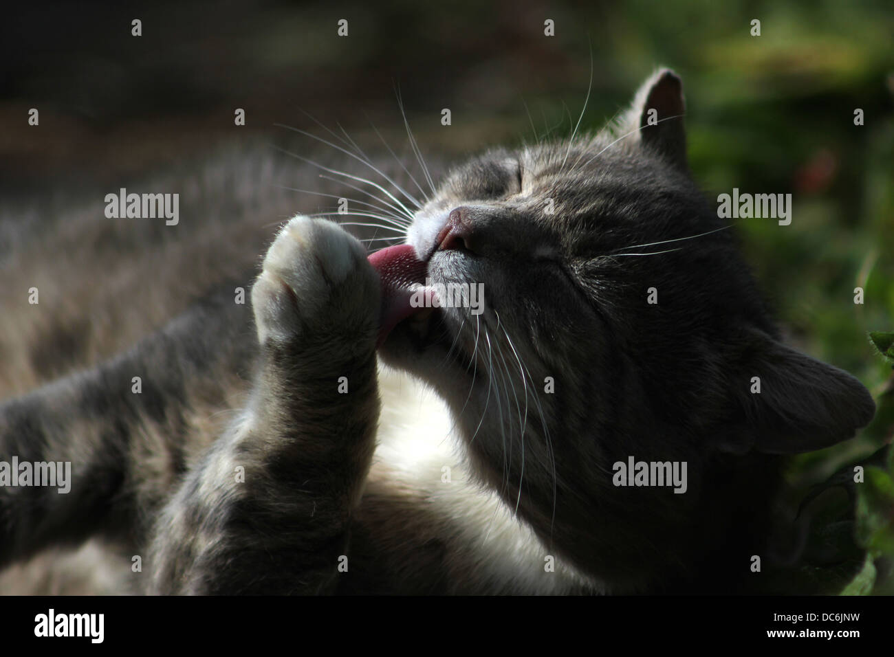 Smug cat hi-res stock photography and images - Alamy