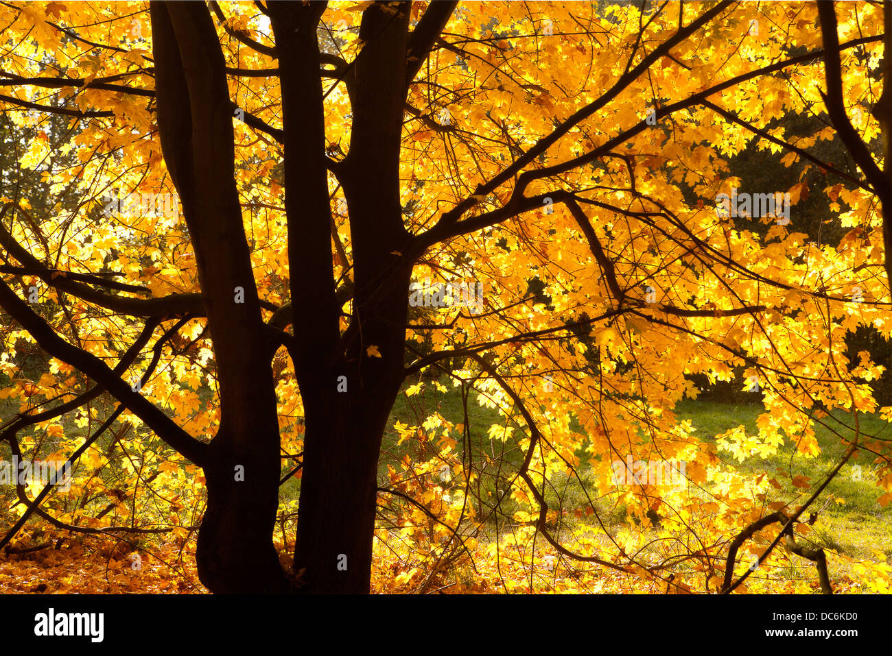 Backlit autumn tree hi-res stock photography and images - Alamy