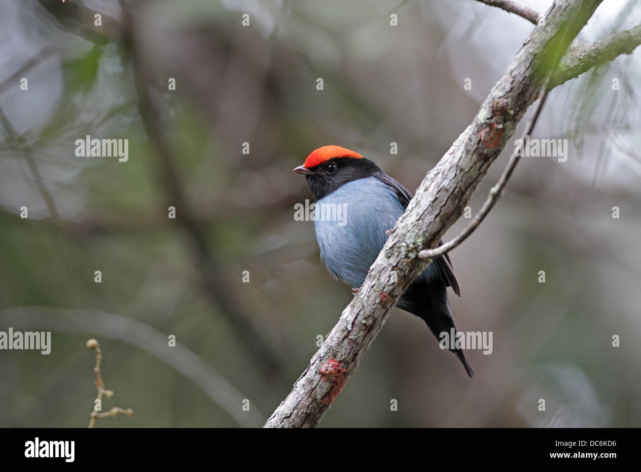 Swallow tailed manakin hi-res stock photography and images - Alamy