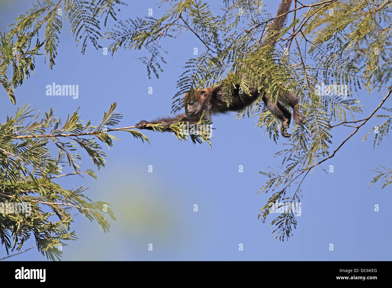 Howler monkey alouatta guariba hi-res stock photography and images - Alamy