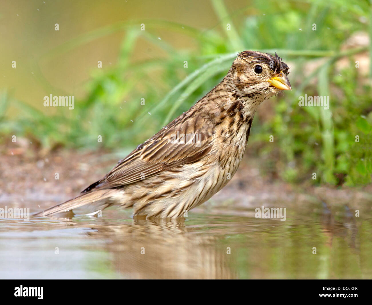 Corn bunting bathing Stock Photo - Alamy