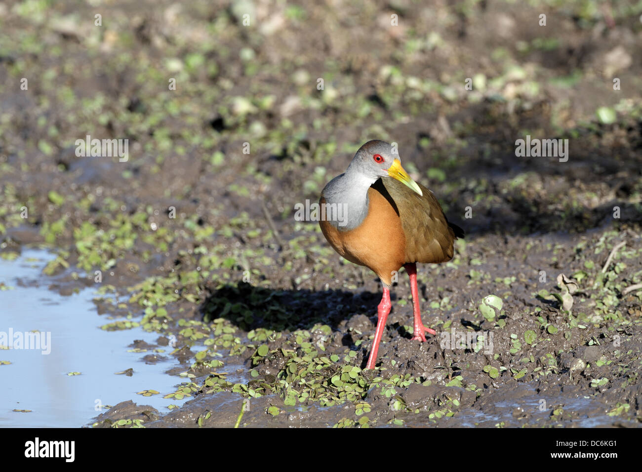 Grey-necked Wood-Rail, Aramides cajanea Stock Photo - Alamy