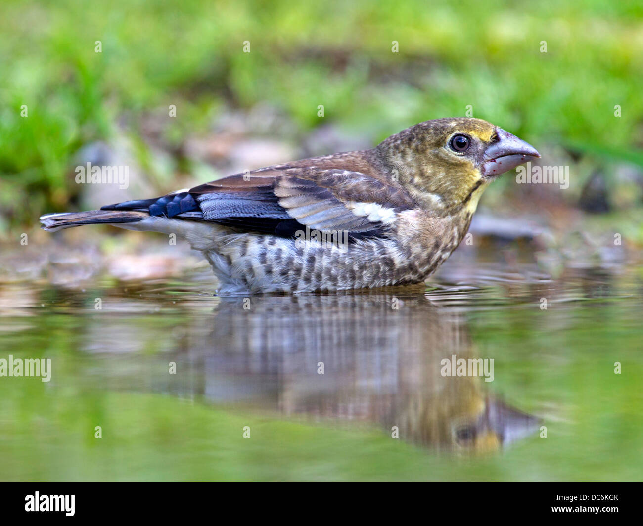 Juvenile hawfinch bathing Stock Photo - Alamy