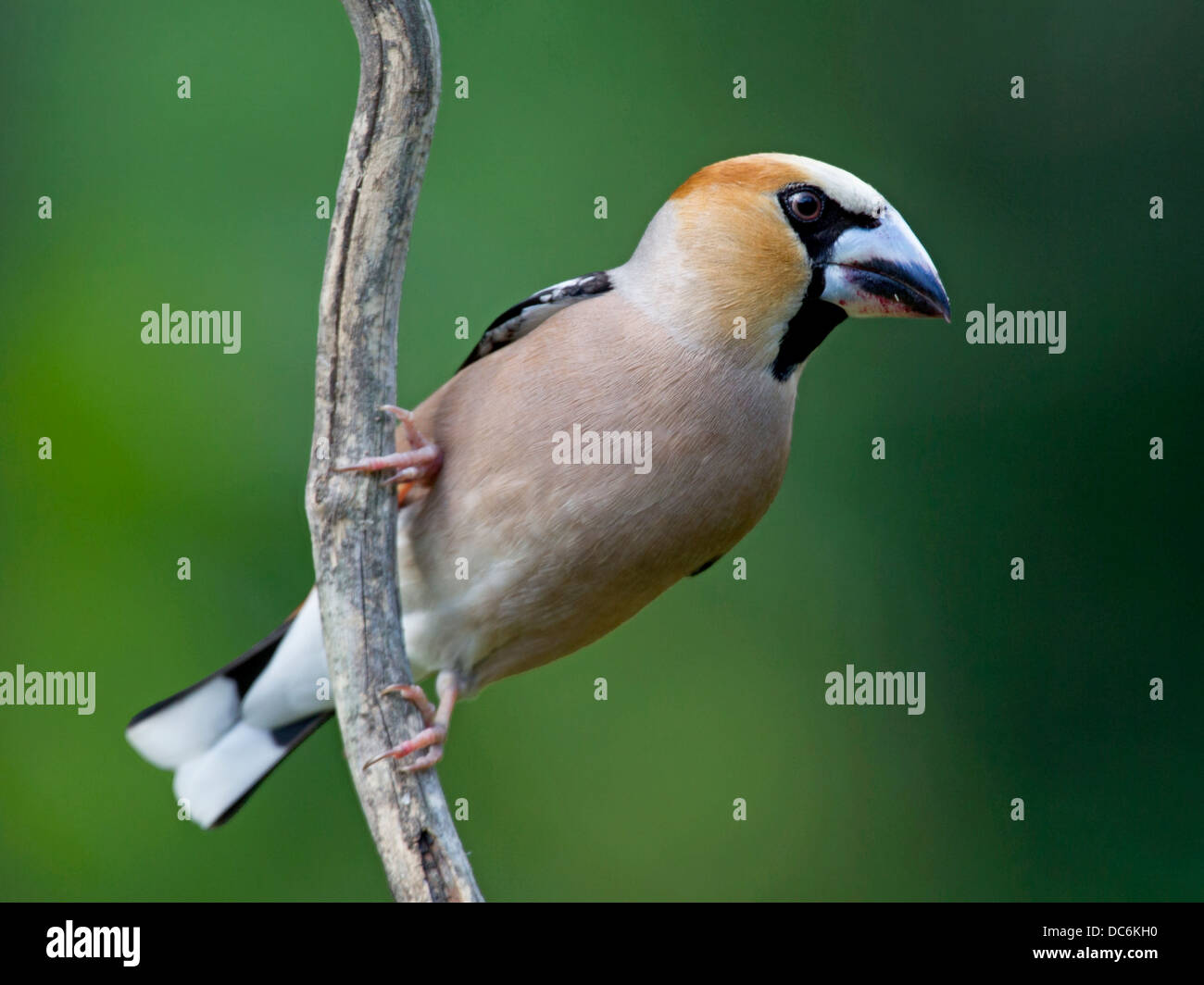 Male hawfinch perched on branch Stock Photo - Alamy