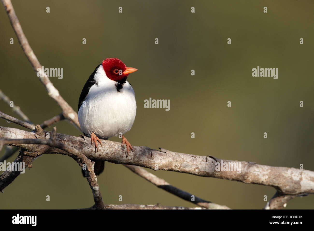Yellow-billed Cardinal, Paroaria capitata, perched in sunlight Stock ...