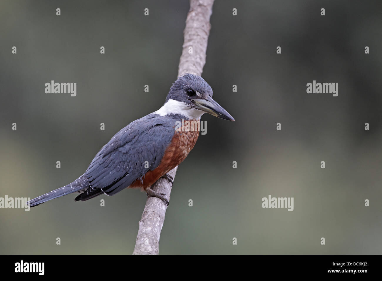 Ringed Kingfisher, Ceryle torquata. male on favourite perch Stock Photo ...