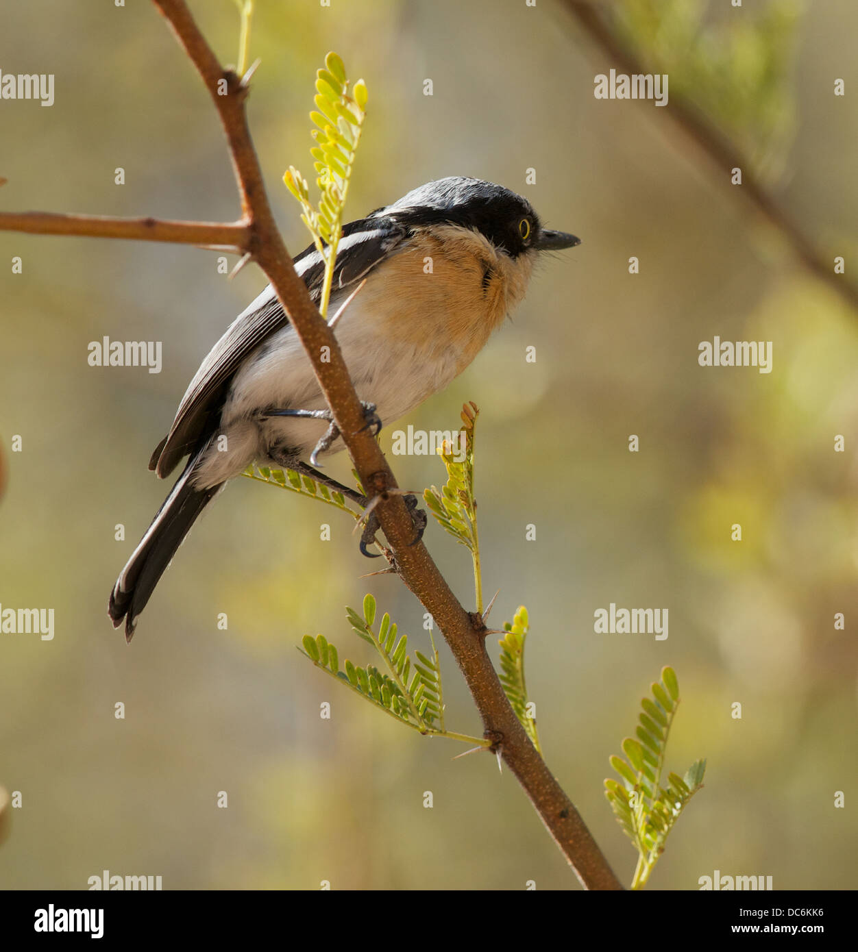 Batis hi-res stock photography and images - Alamy