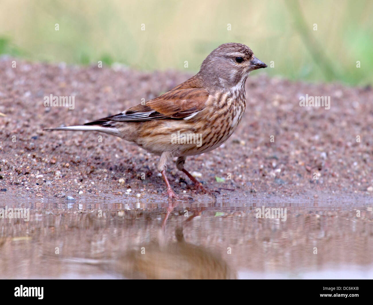 Female linnet hi-res stock photography and images - Alamy