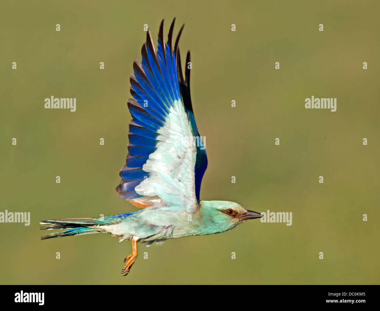 European roller in flight Stock Photo - Alamy
