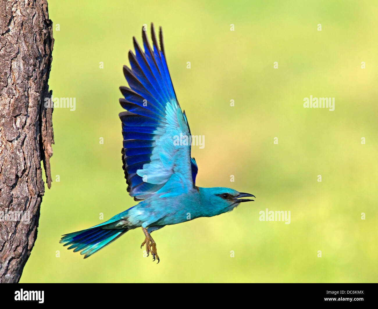 European roller in flight Stock Photo - Alamy