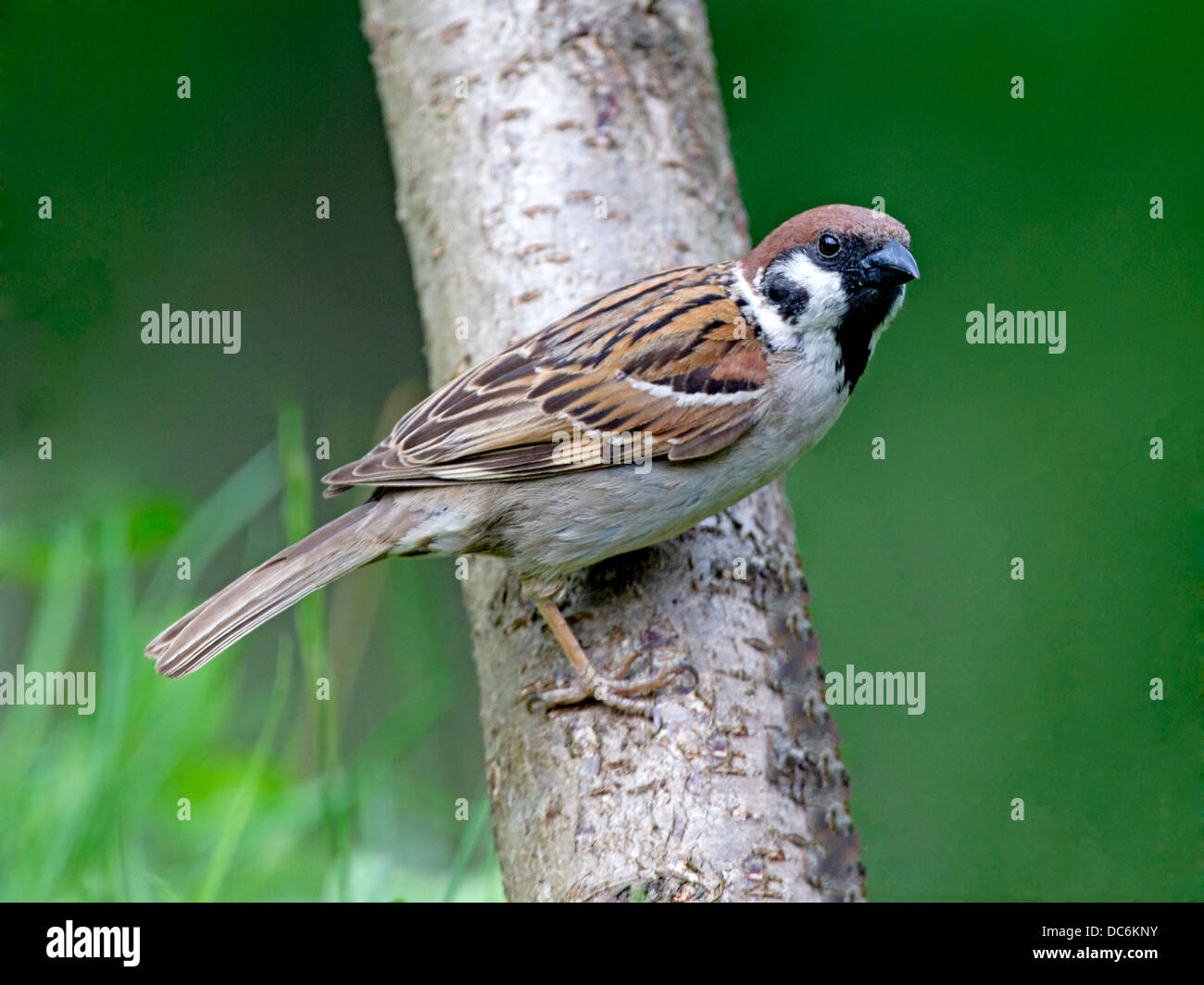 Eurasian tree sparrow perched Stock Photo - Alamy