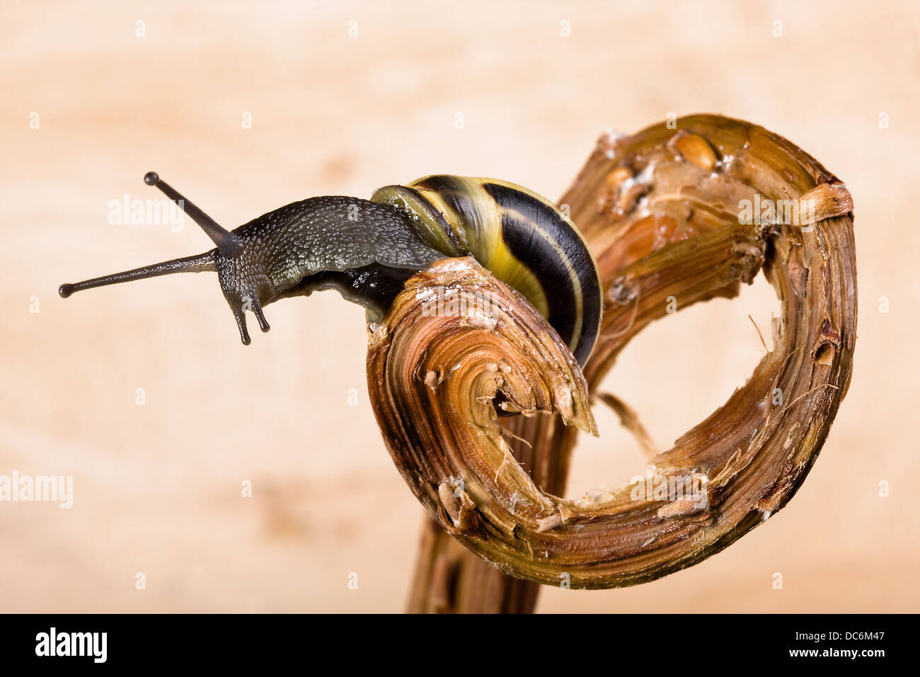 Garden snail crawling on a curly tree branch Stock Photo - Alamy