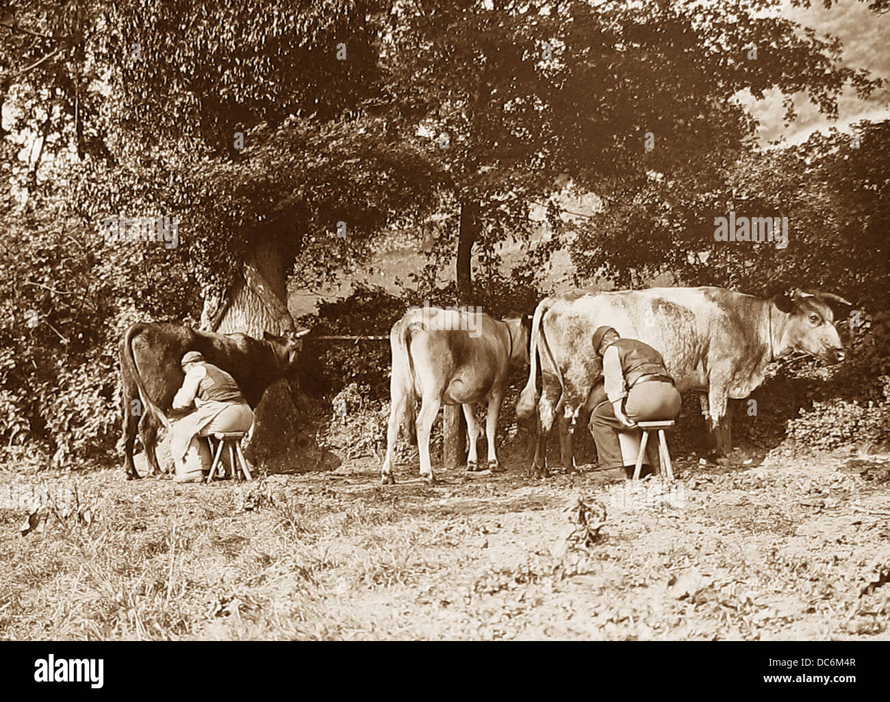 Milking cows england hi-res stock photography and images - Alamy