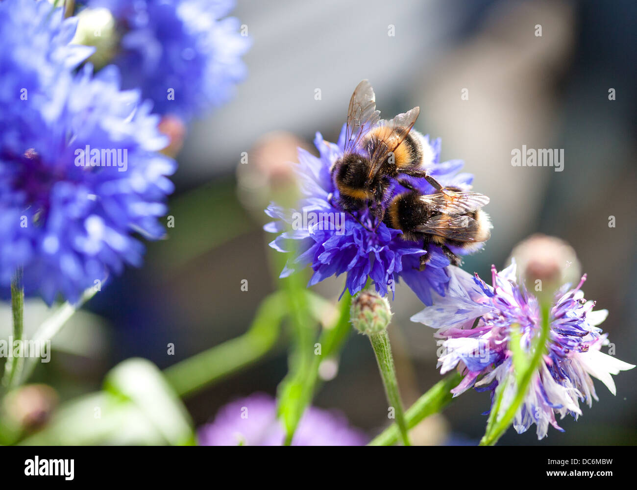 buff tailed bumblebee, bees gathering nectar from corn flowers Scotland ...