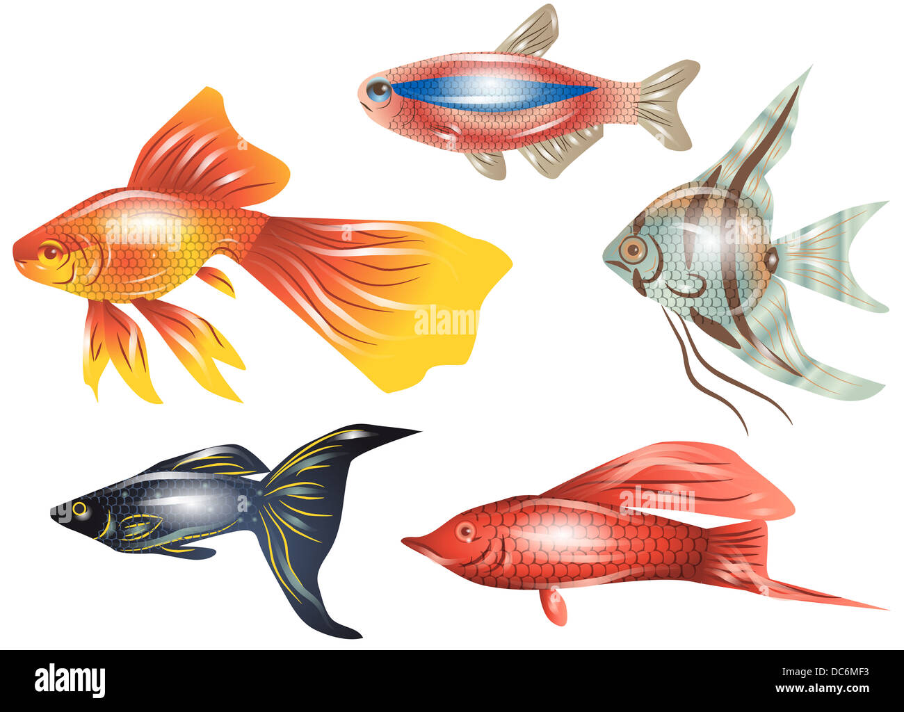aquarium fish isolated on th white background Stock Photo - Alamy