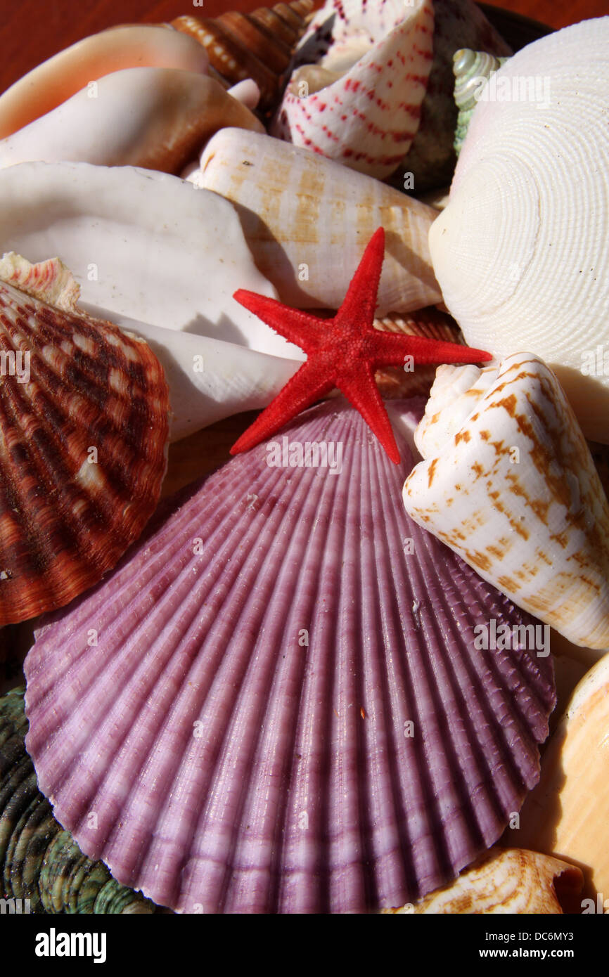 Seashell shell spiral spiraling hi-res stock photography and images - Alamy