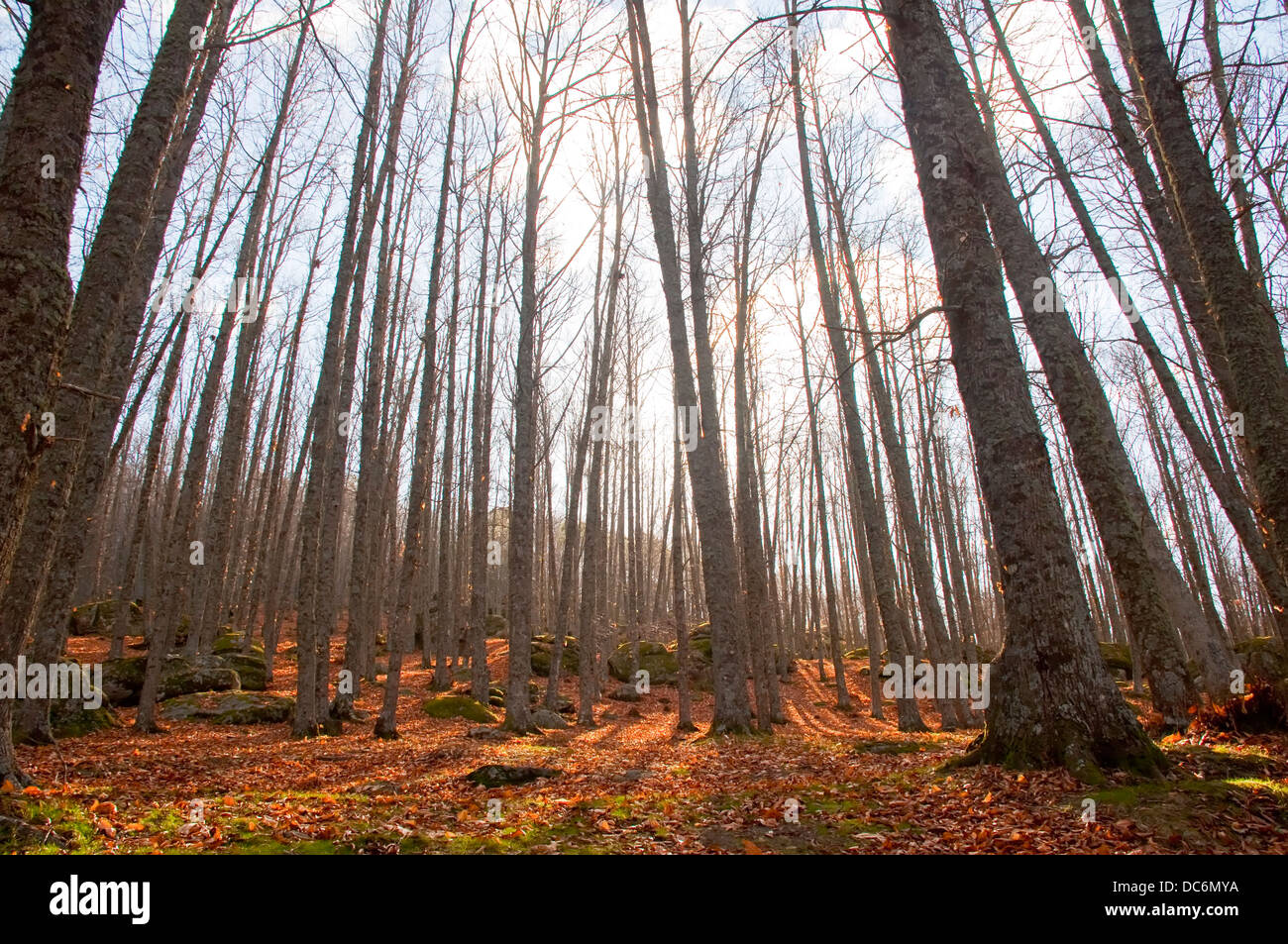 Forest in winter Stock Photo - Alamy