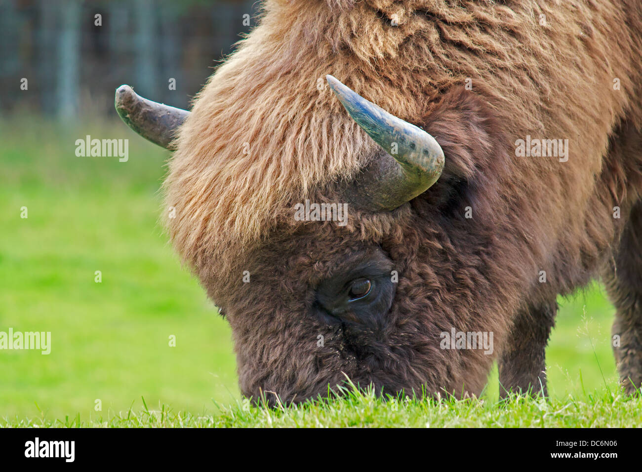 Bison grazing on meadow hi-res stock photography and images - Alamy