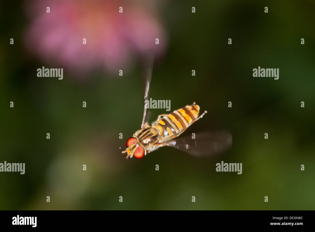 A Hover Fly Hovering over a Pink Flower Stock Photo - Alamy