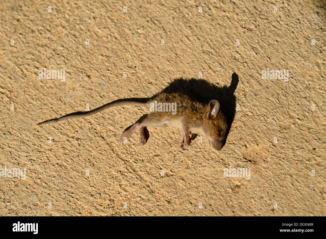 Dead rat rodent vermin hi-res stock photography and images - Alamy