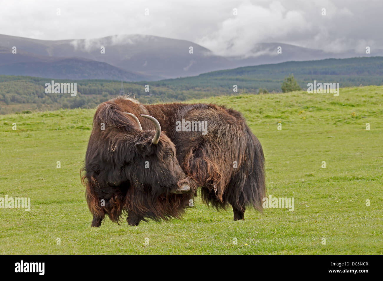 A Yak on a Green Meadow Stock Photo - Alamy