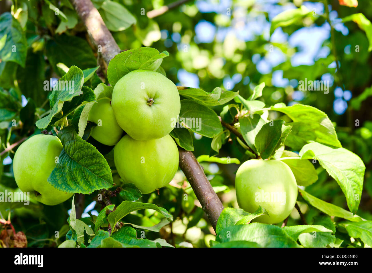 Close-up of green apples on a tree Stock Photo - Alamy