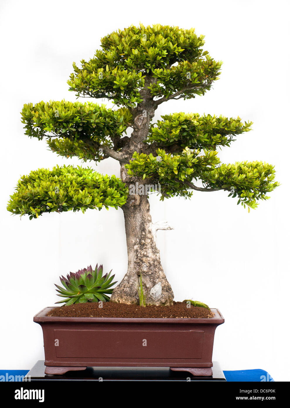 Boxtree (Buxus sempervivum) in a bonsai pot Stock Photo - Alamy