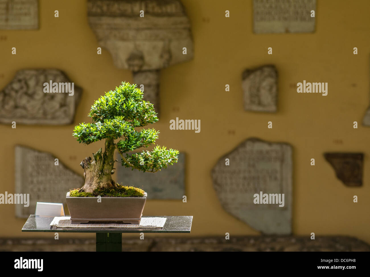Dead bonsai tree hi-res stock photography and images - Alamy