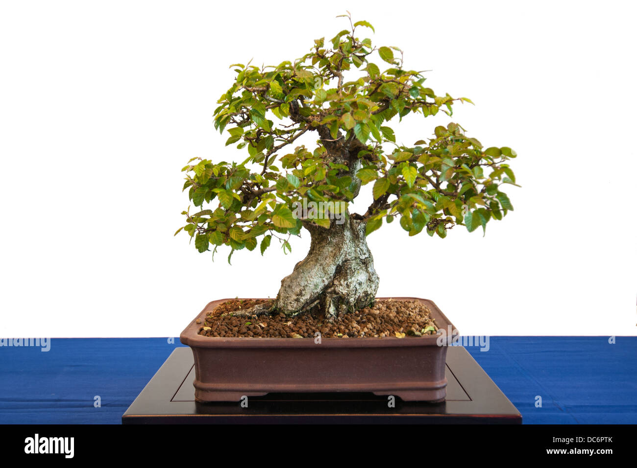 Korean hornbeam (Carpinus coreana) as bonsai tree Stock Photo - Alamy
