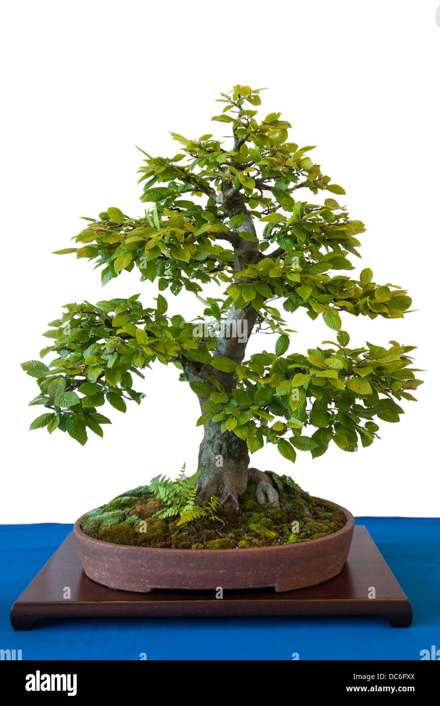 Hornbeam (Carpinus betulus) as bonsai tree in pot with moss and fern ...