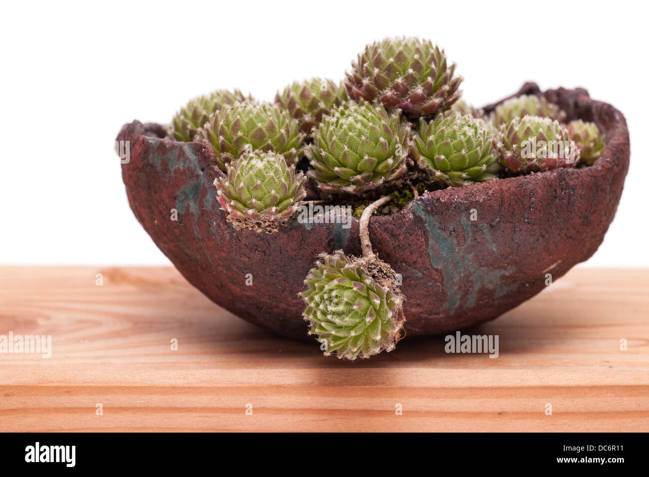 Sempervivum houseleek in a bonsai pot Stock Photo - Alamy
