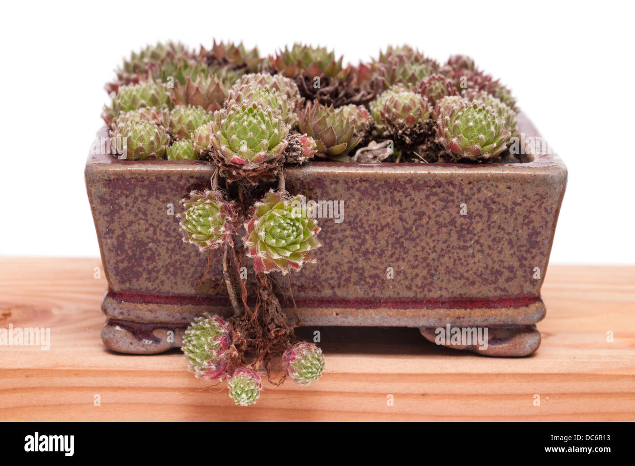 Houseleek in a little pot in front of a white background Stock Photo ...
