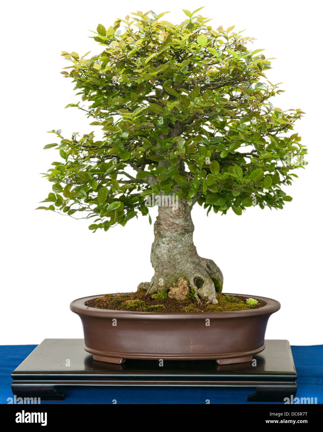 Japanese hackberry hi-res stock photography and images - Alamy