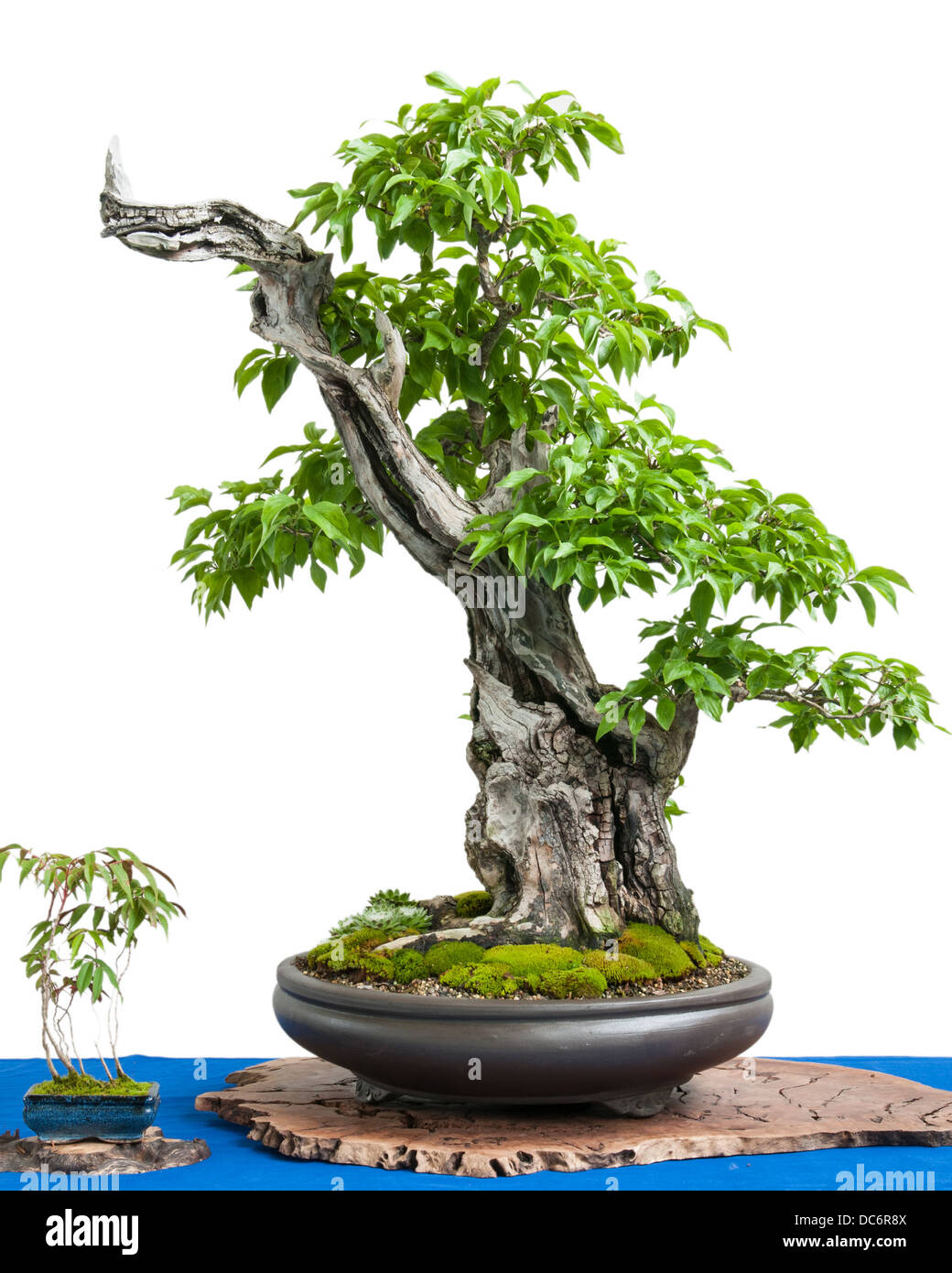 White isolated cornel cherry (Cornus mas) as asian art of a bonsai tree ...