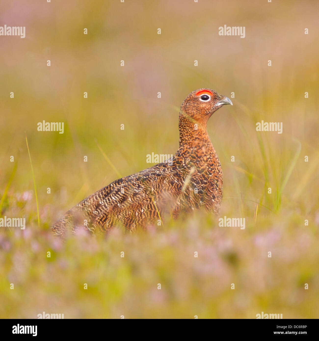 August 12th grouse hi-res stock photography and images - Alamy