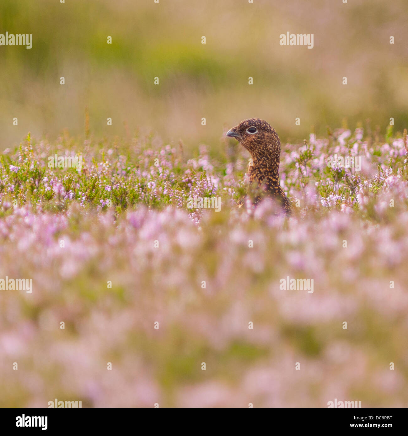 Yorkshire Dales, UK. 8th August 2013. A Red Grouse ( Lagopus lagopus ...