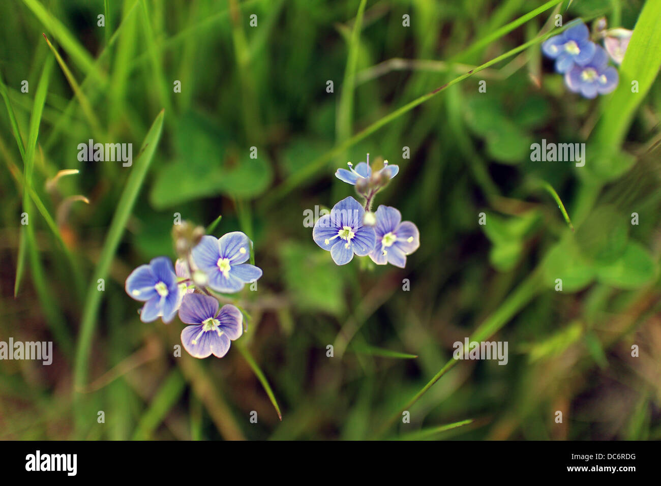 Common Field Speedwell High Resolution Stock Photography and Images - Alamy