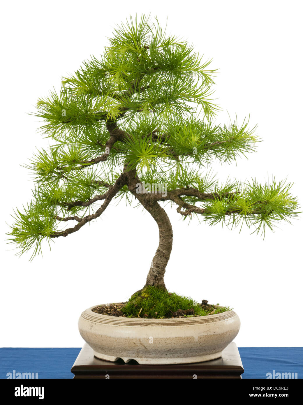 Bonsai Larch High Resolution Stock Photography and Images - Alamy