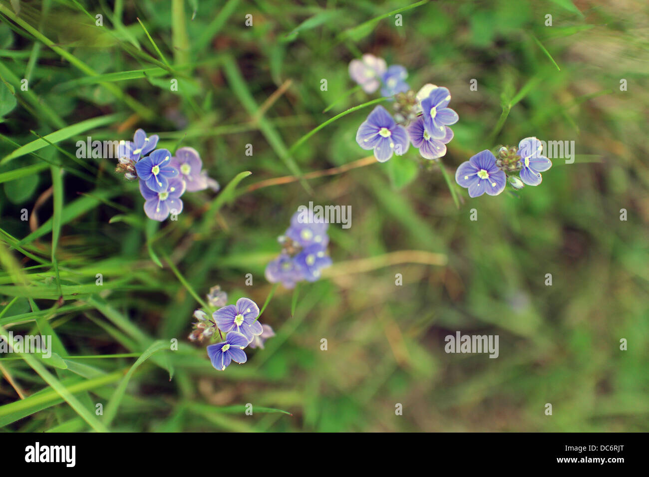 Common Field Speedwell High Resolution Stock Photography and Images - Alamy